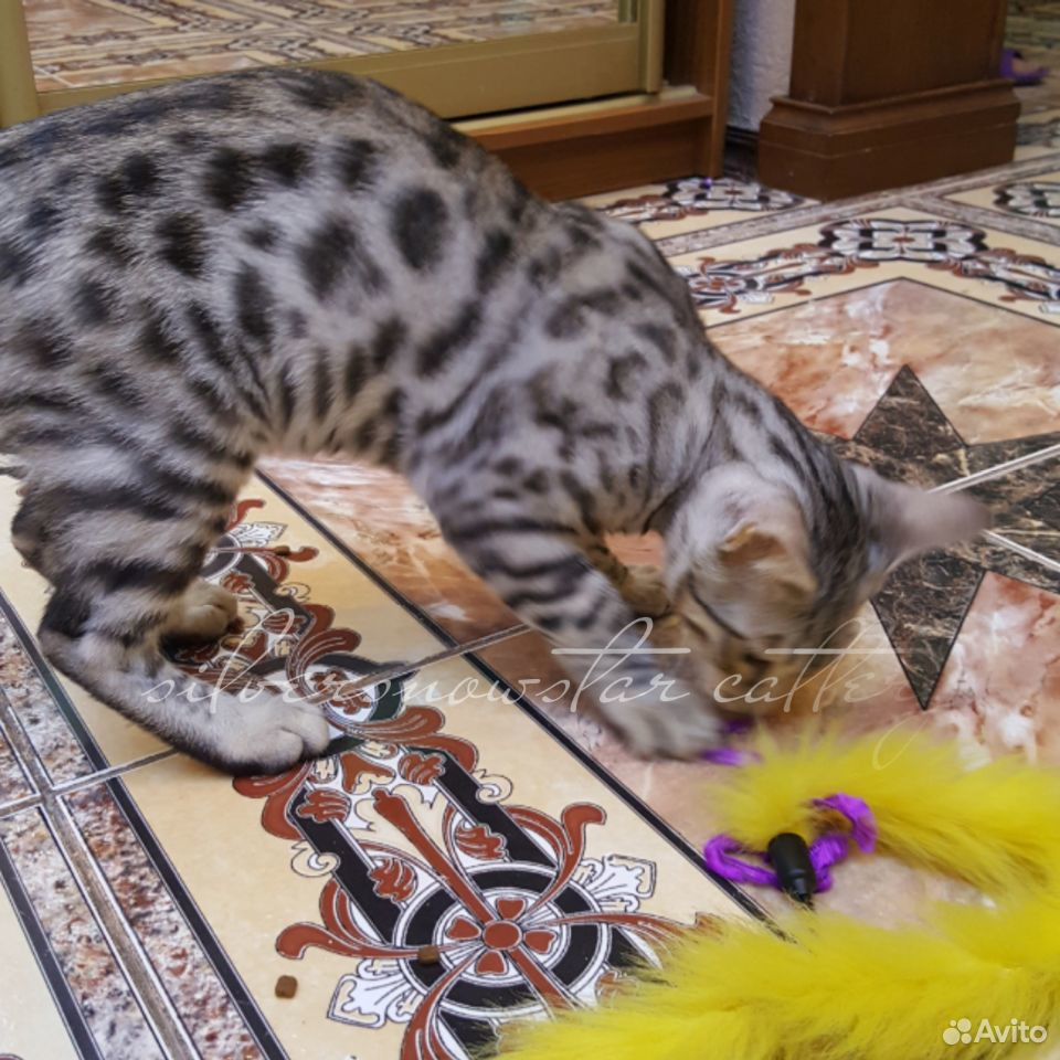 Летние Серебряные Бенгалы