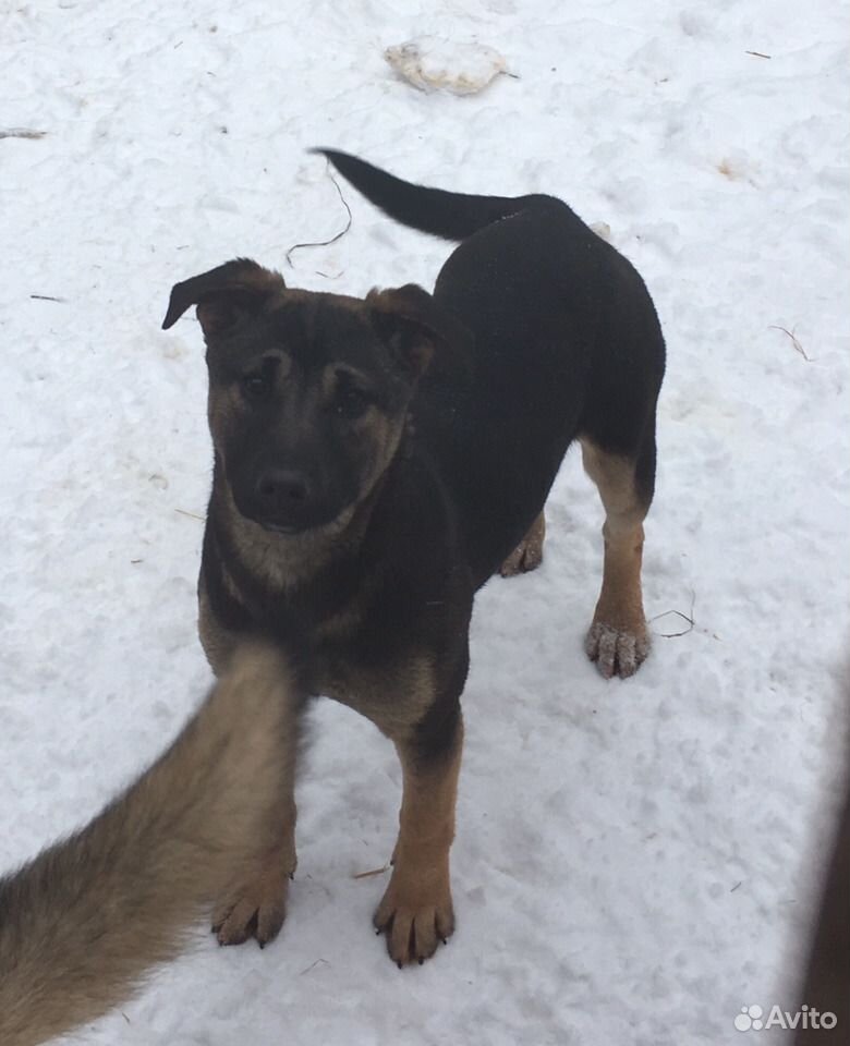 Подрощенный щенок девочка ищет дом