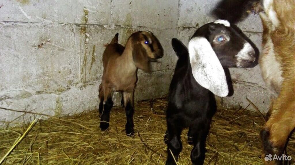Нубийские козы