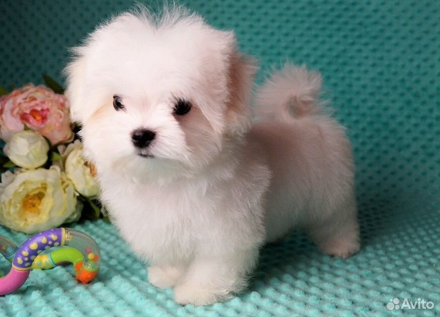 Пушистые потешки - мальтезе мини. РКФ