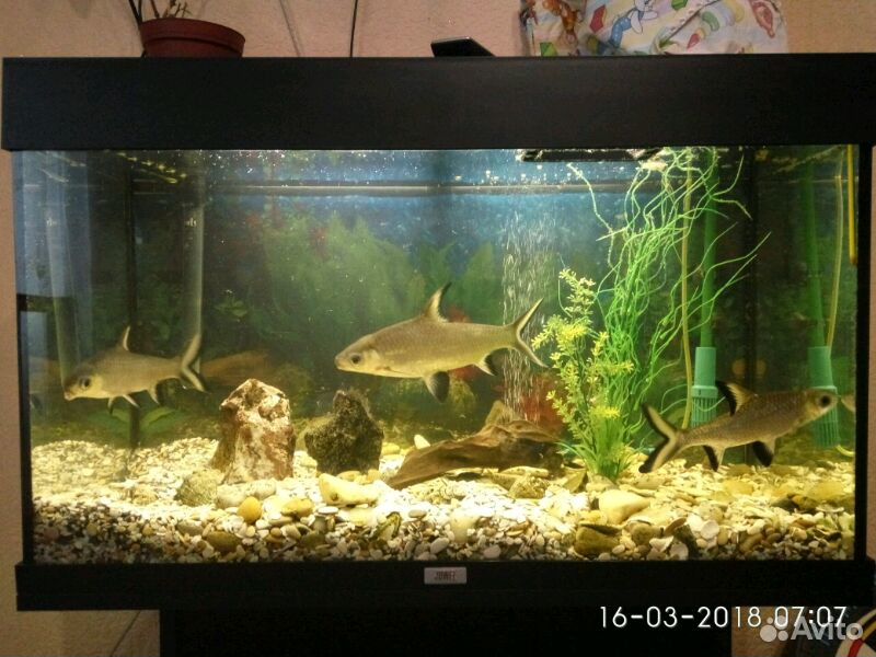 Продаю аквариум Juwel Rio 125