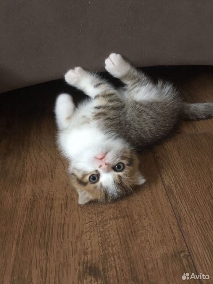 Шотландские вислоушки и прямоушка