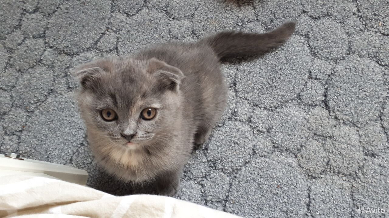 Шотландская вислоухая принцесса