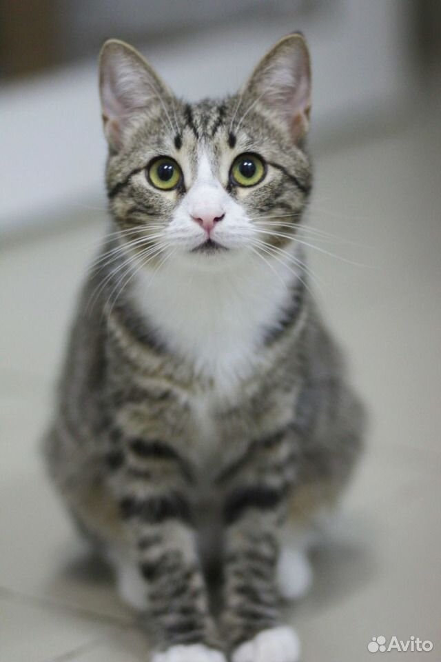 Кошечка Стеша мечтает стать домашней