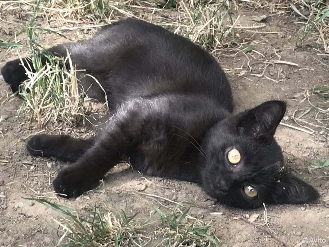 Котёнок черно-коричневый в дар