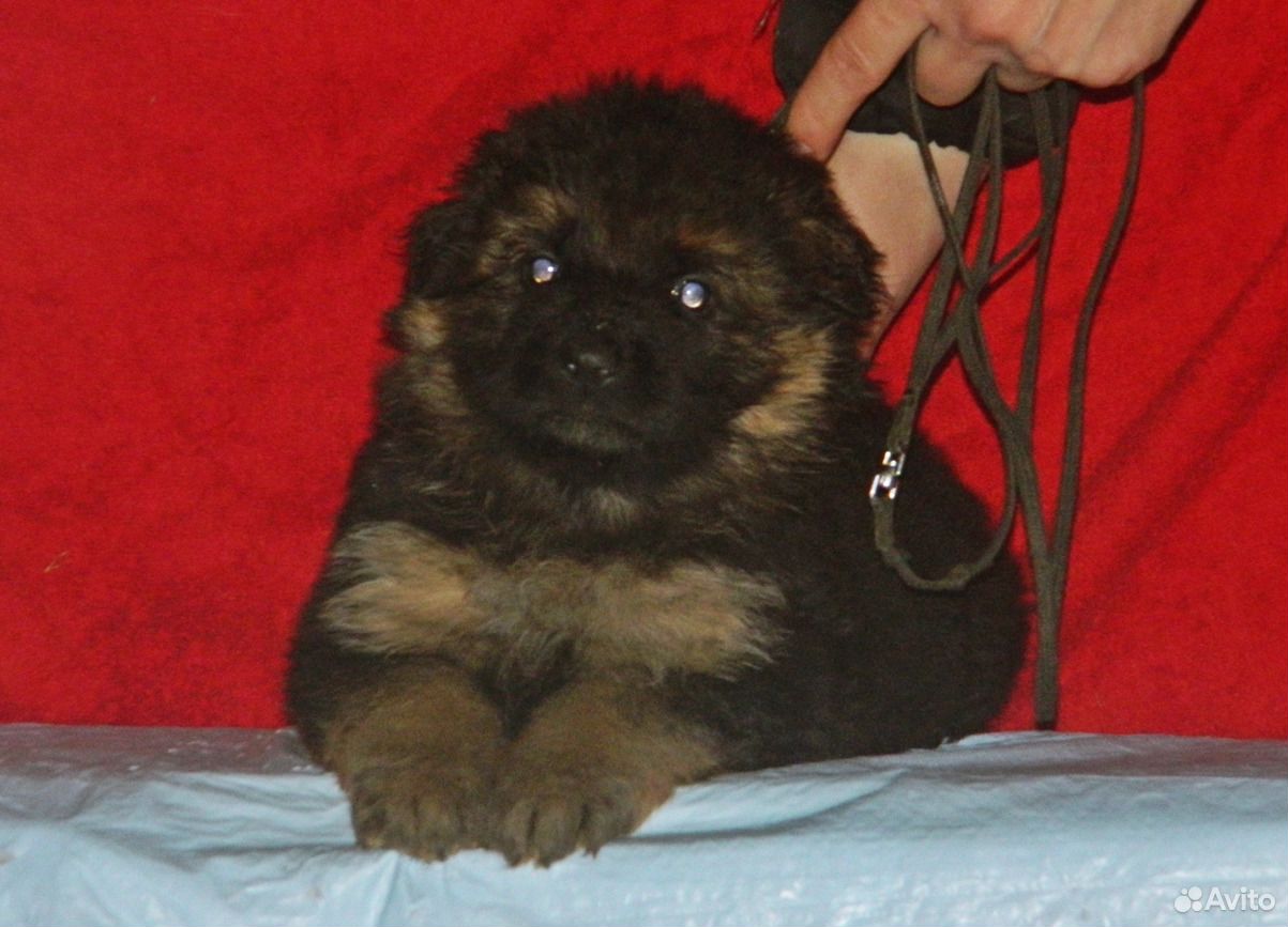 Красивый щенок. Девочка-Сабина(она на фото)