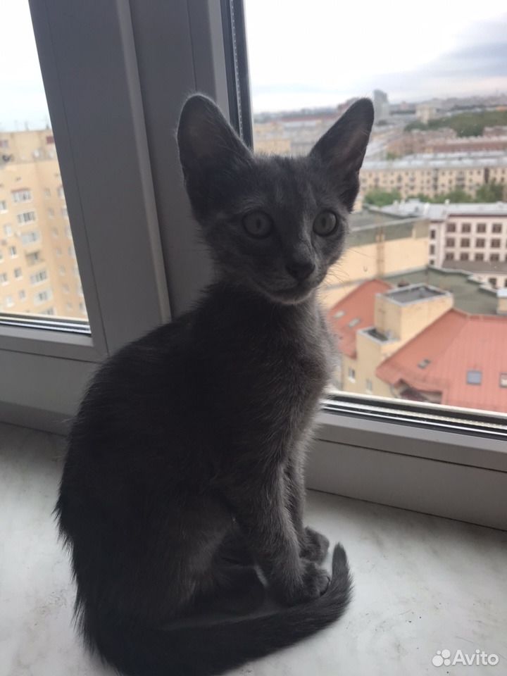 Котёнок породы Донской сфинкс