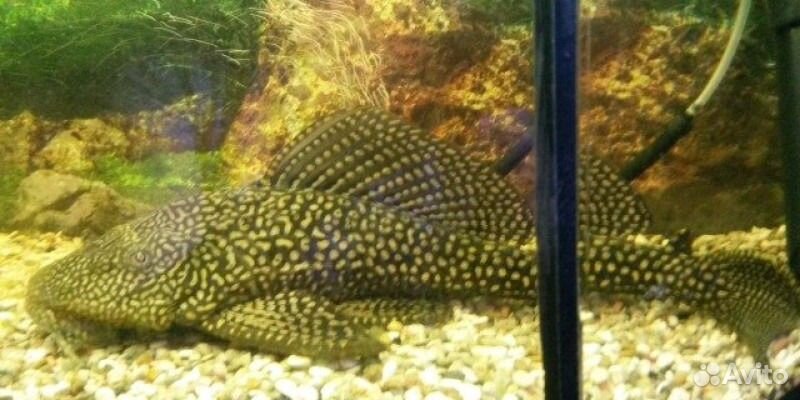Аквариумный сом отдам