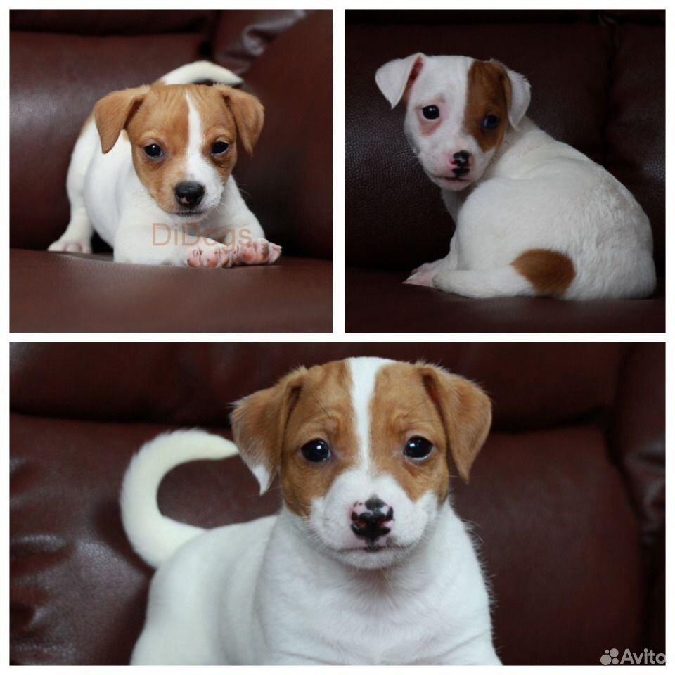 На выбор есть 2х и 3х цветные детишки дрт