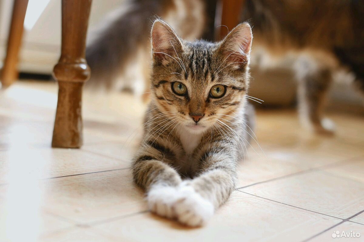 Котенок в добрые руки