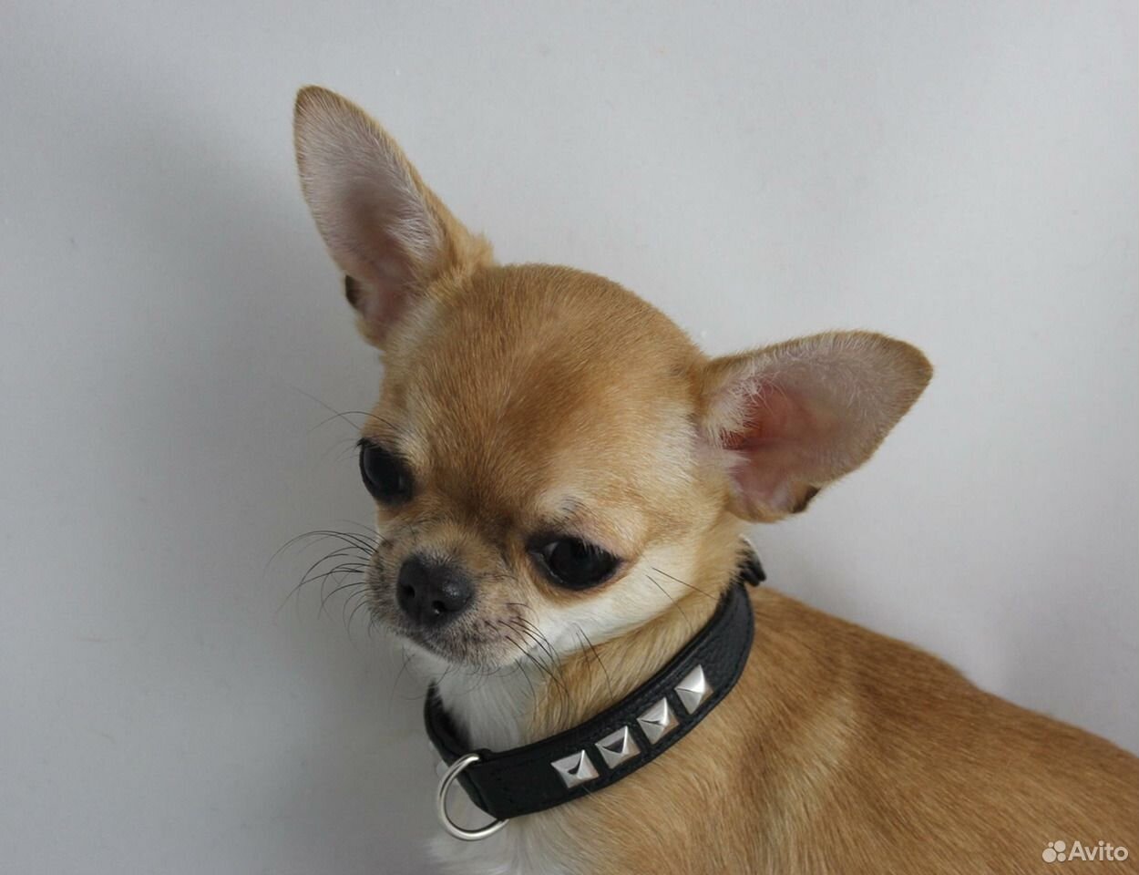 Игрушечный микро мальчик чихуа