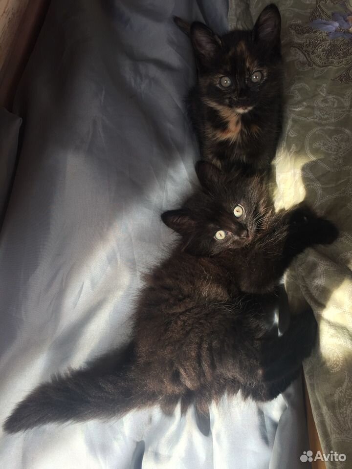 В дар котёнок, котята