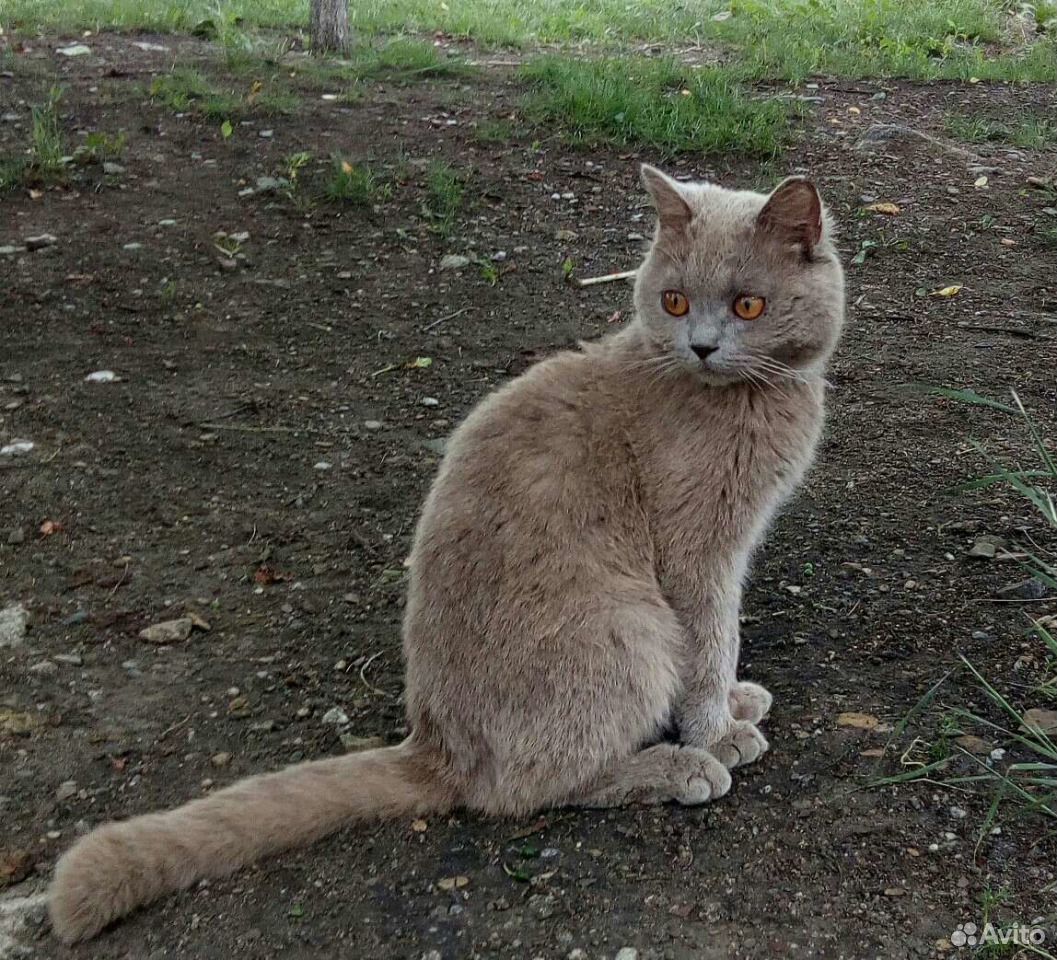 Кот Бонус ищет хозяев