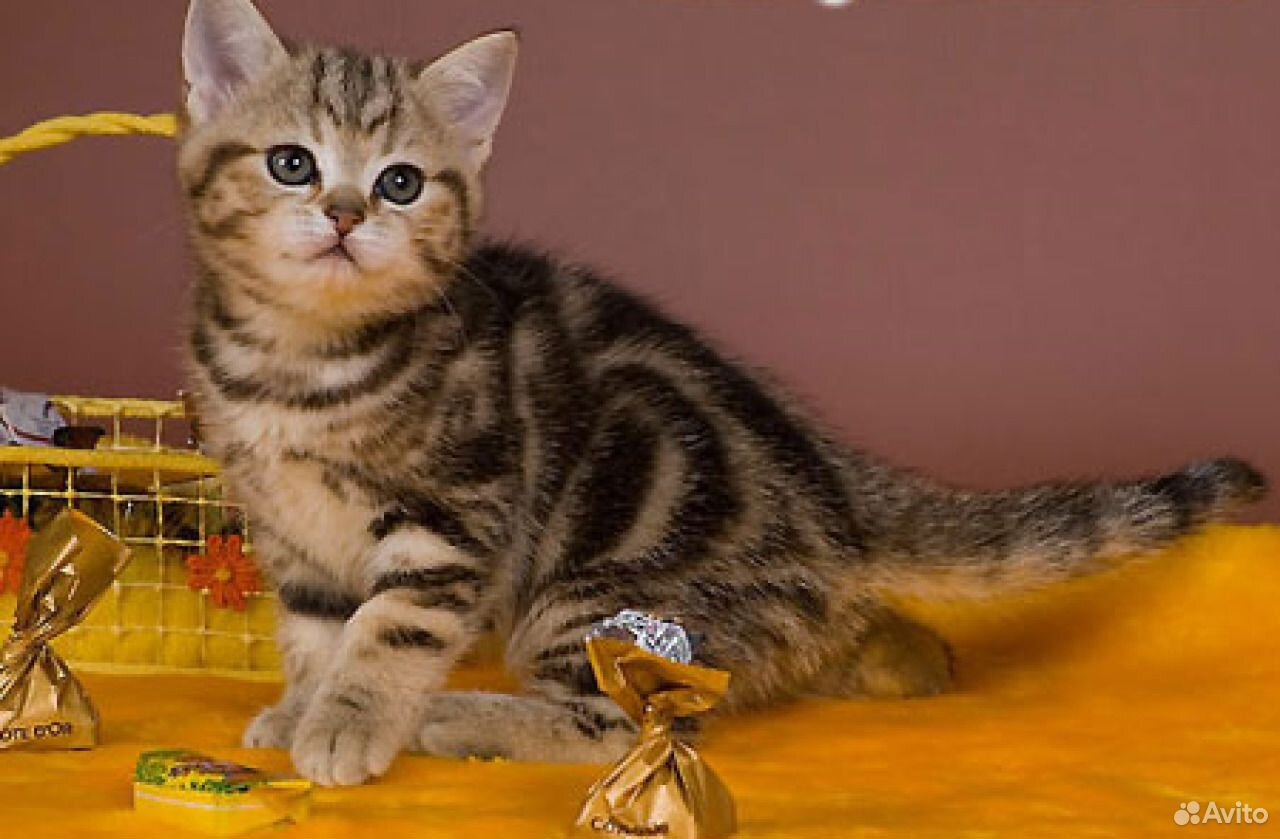 Прелестное создание-котёнок мраморёнок