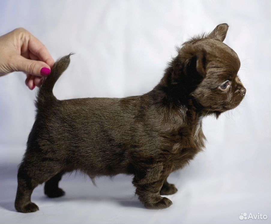 Сладкий шоколадик