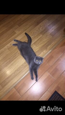 Кошечка требует котика