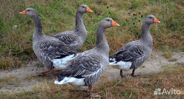 Гусь крупный серый 5 штук