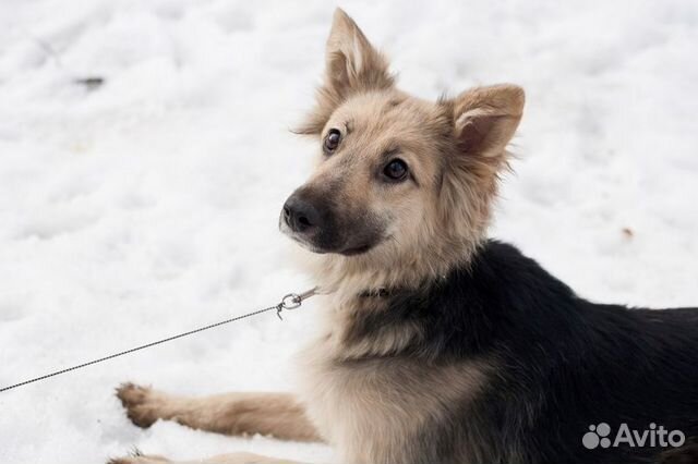 Идеальная квартирная собачка чахнет в приюте