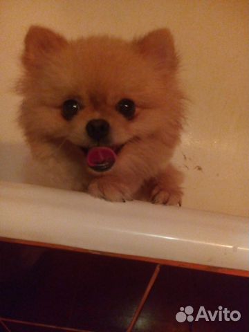 Мини красатун