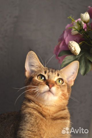 Чаузи -для любимых