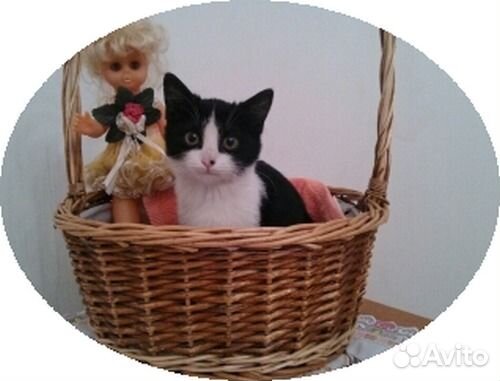 Чудесная девочка - котенок Шура в поиске дома