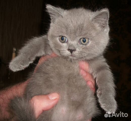 Две красотки