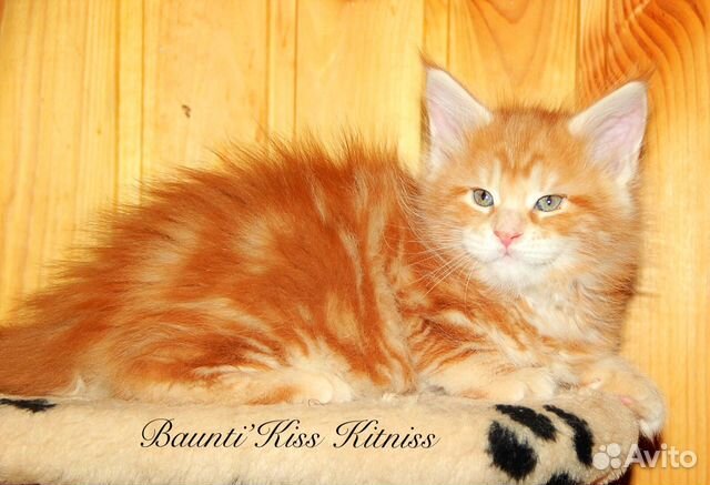 Солнечная девочка