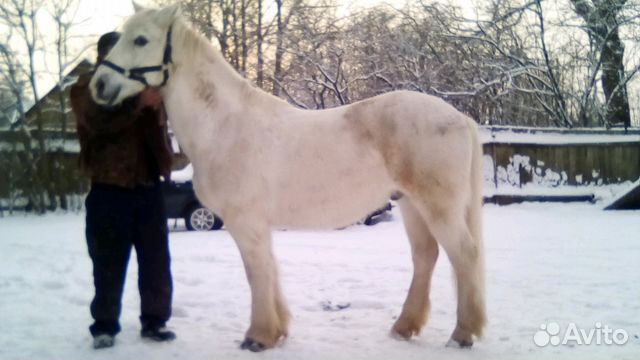 Продам 2 пони