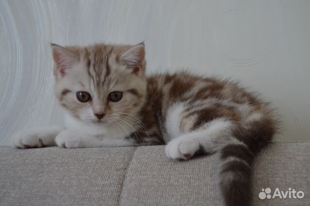 Шотландский котик