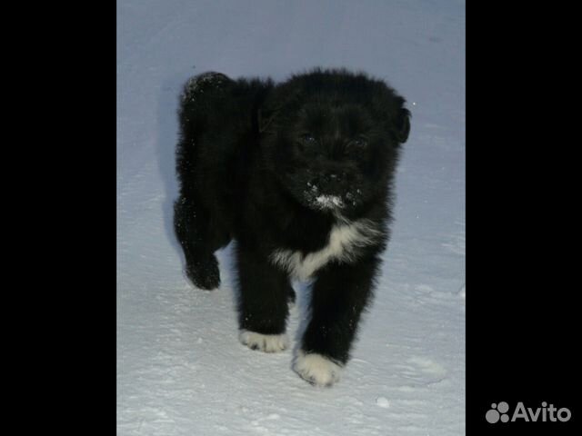 Щенок девочка в добрые руки