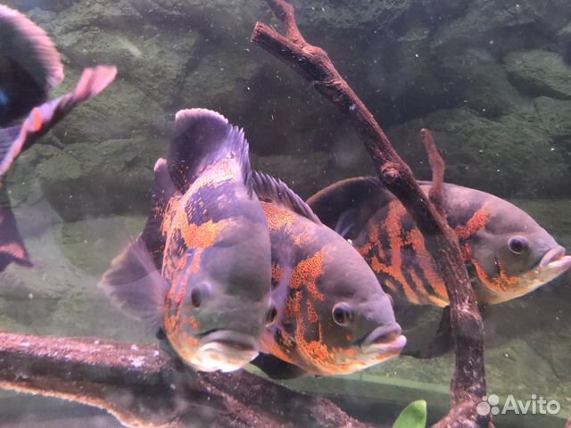 Астронотусы вуалевые тигровые (3 шт)