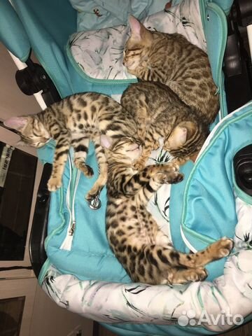 Бенгальские котята 1,5-2 месяца