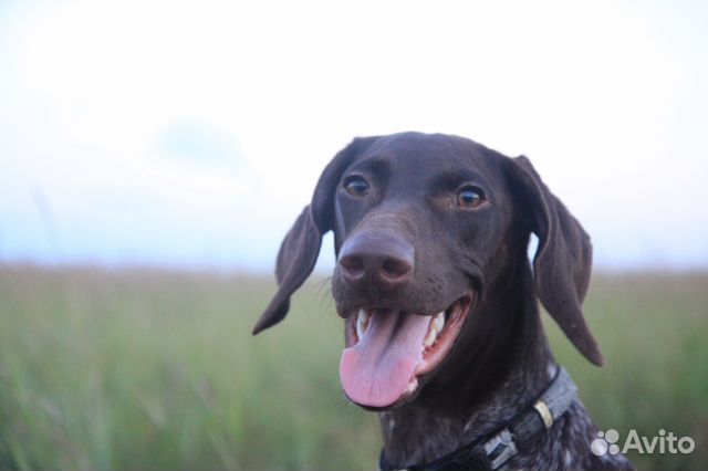 Продаются щенки курцхаара мооир (Курцхаар-II)