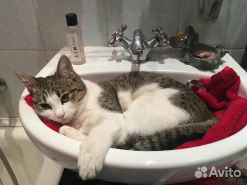 Котенок 8 мес стерилизована