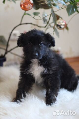 Пушистый мальчик щенок в дар