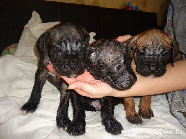 Продаются великолепные щенки