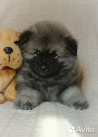 Щенок вольфшпица (кеесхонда)