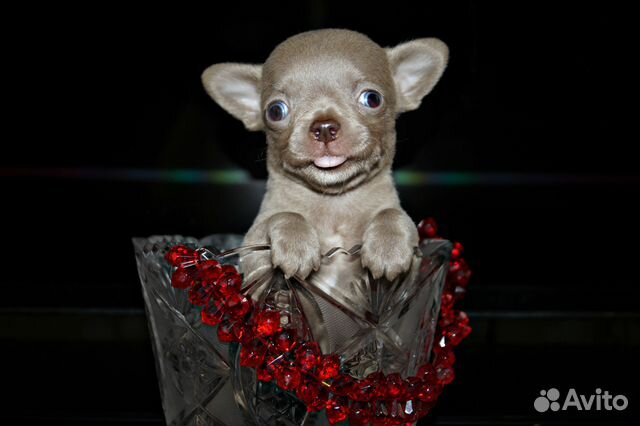 Лиловая чихуахуа-Такая малышка будет только у Вас