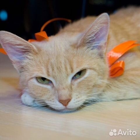 Ищет свою семью девочка Манечка,возраст 11 месяцев