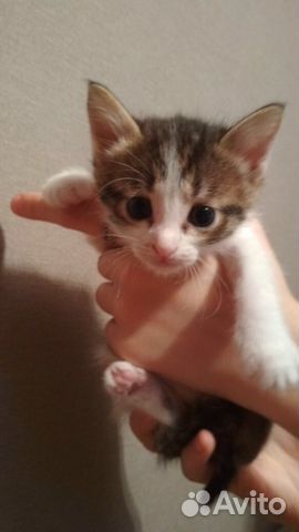 Крошечные малышки ищут семью