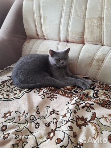 Алиса 3 года,Британка