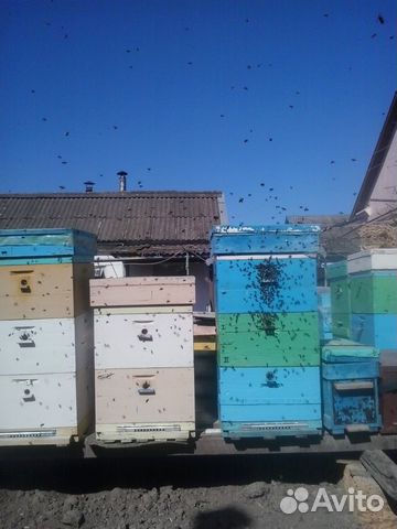 Продам пчел