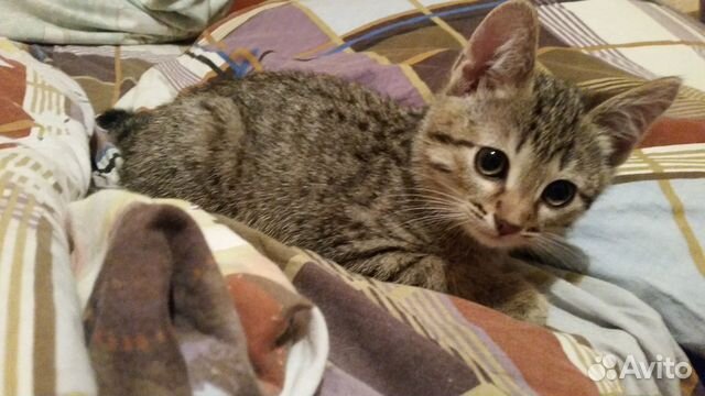 Котёнок лесного окраса