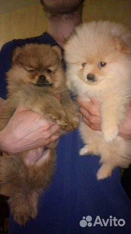 Щенки шпица