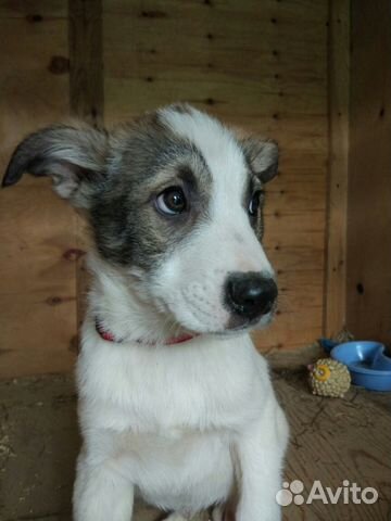 Житель приюта Слай