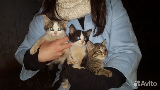 Очень хорошенькие котята