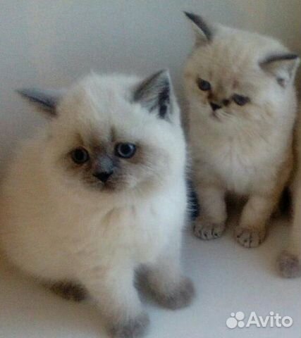 Сказочные котята - мальчики и девчата