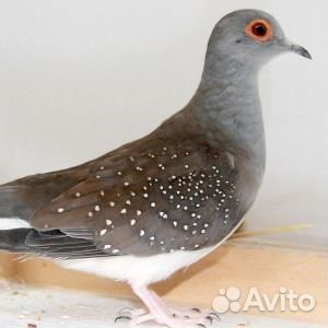 Бриллиантовая горлица