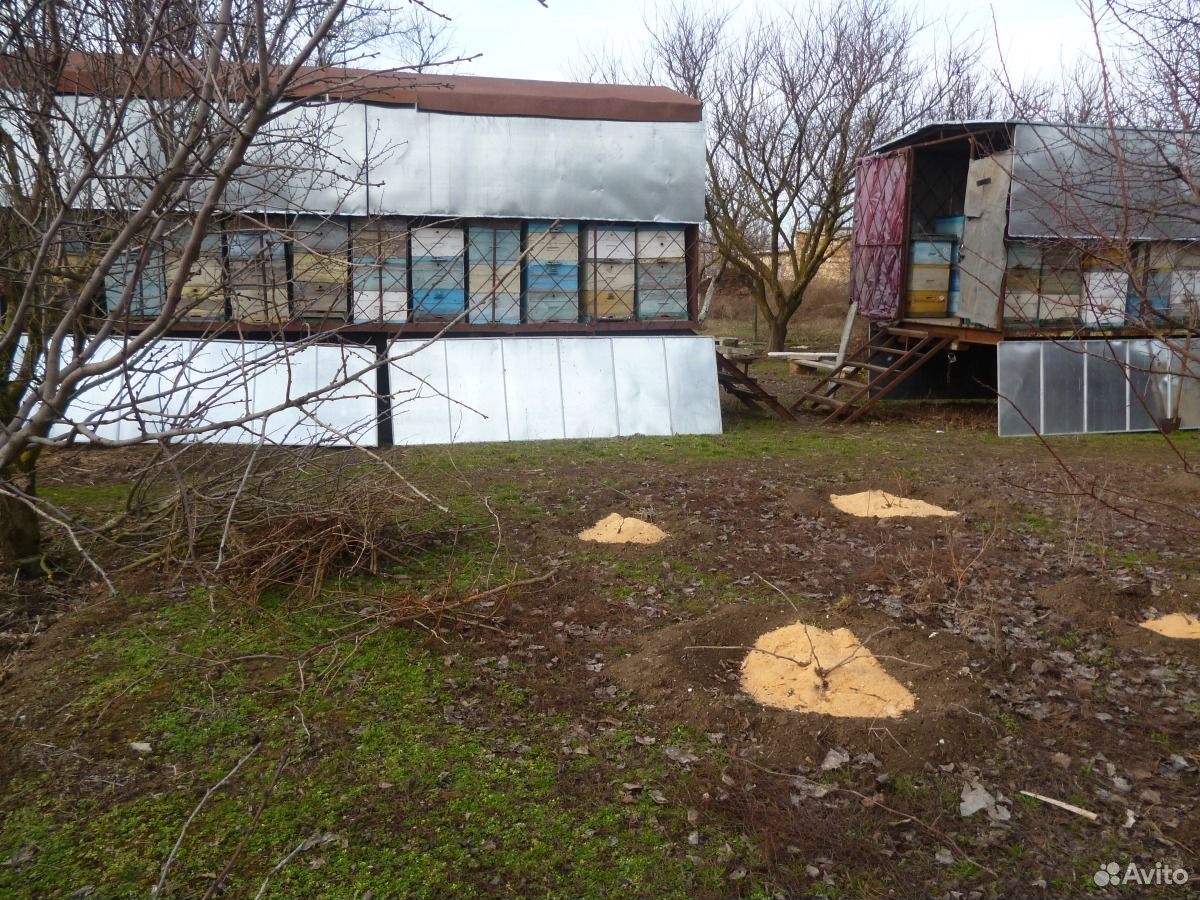 Продам пчелопакеты в Крыму