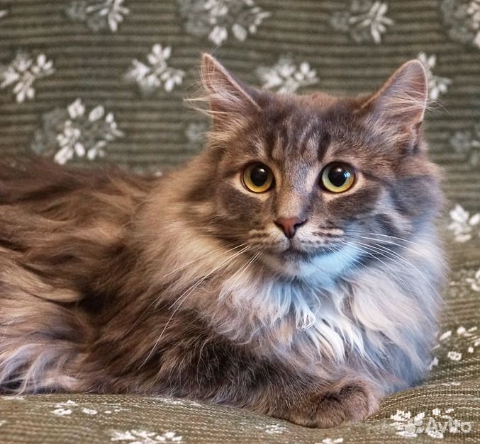 Поль - нежный пушистик